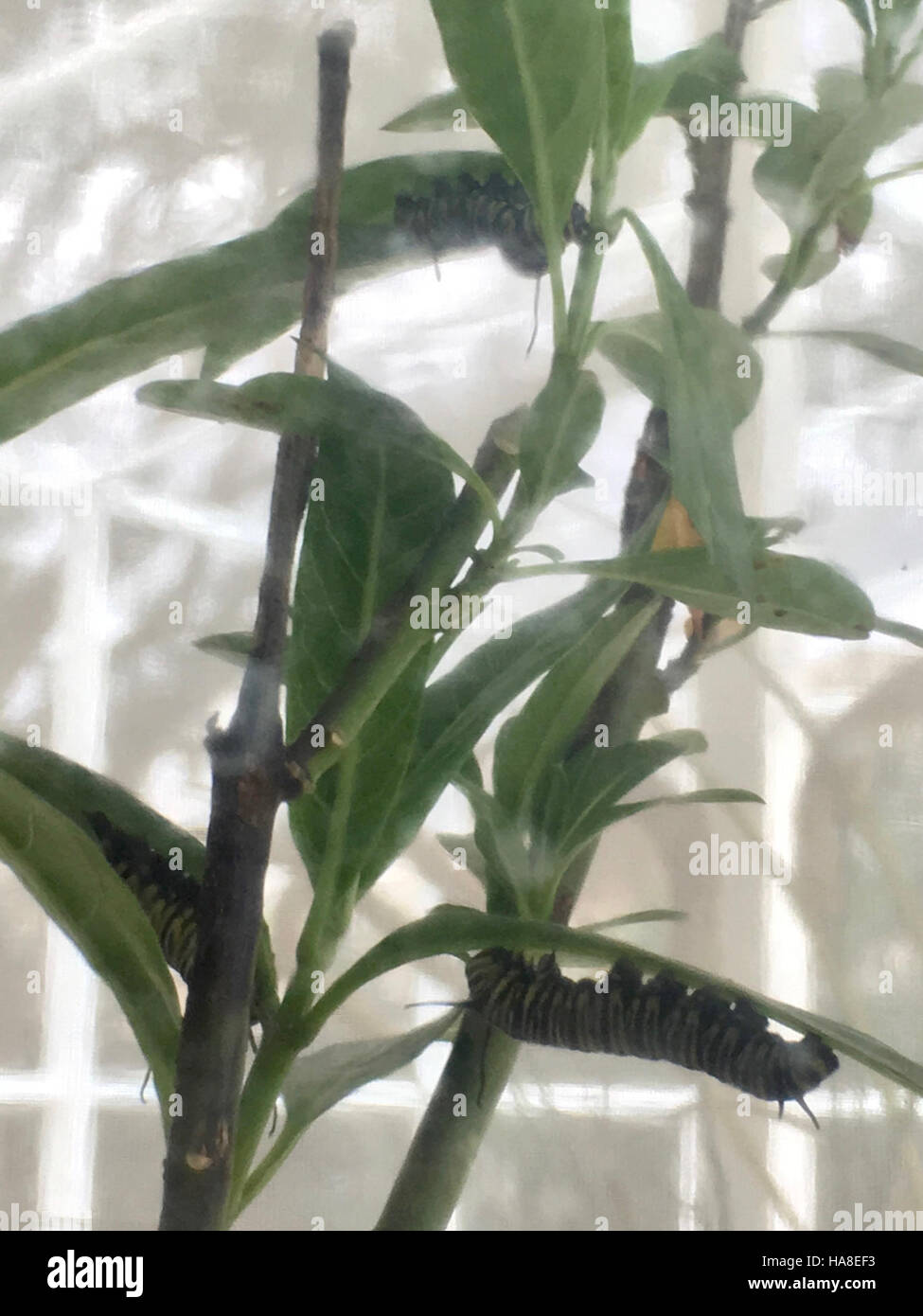 Caterpillars in a Florida National Park highlight the diverse wildlife ...