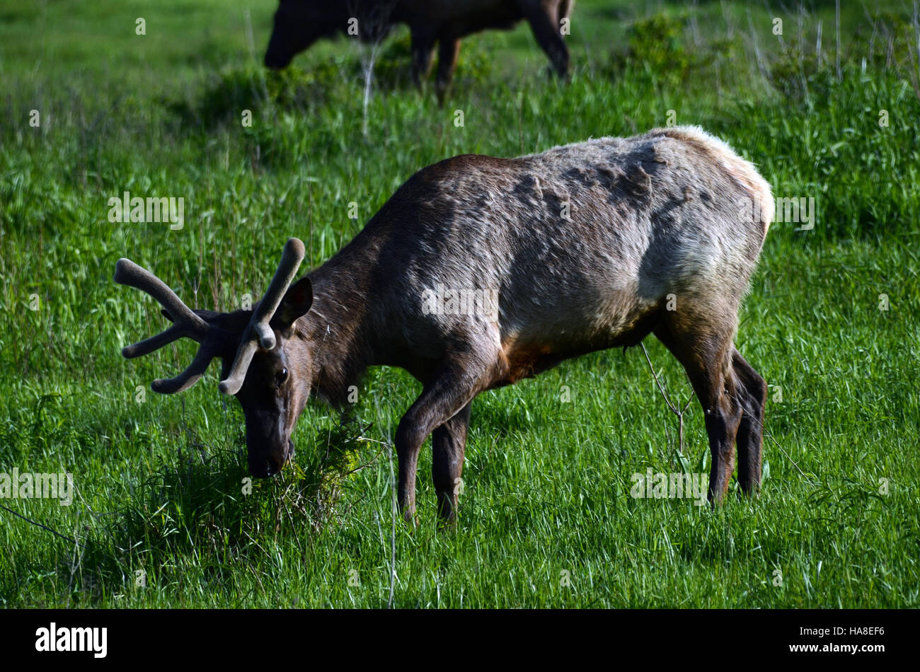 Elk are a key species at the Neal Smith National Wildlife Refuge in ...
