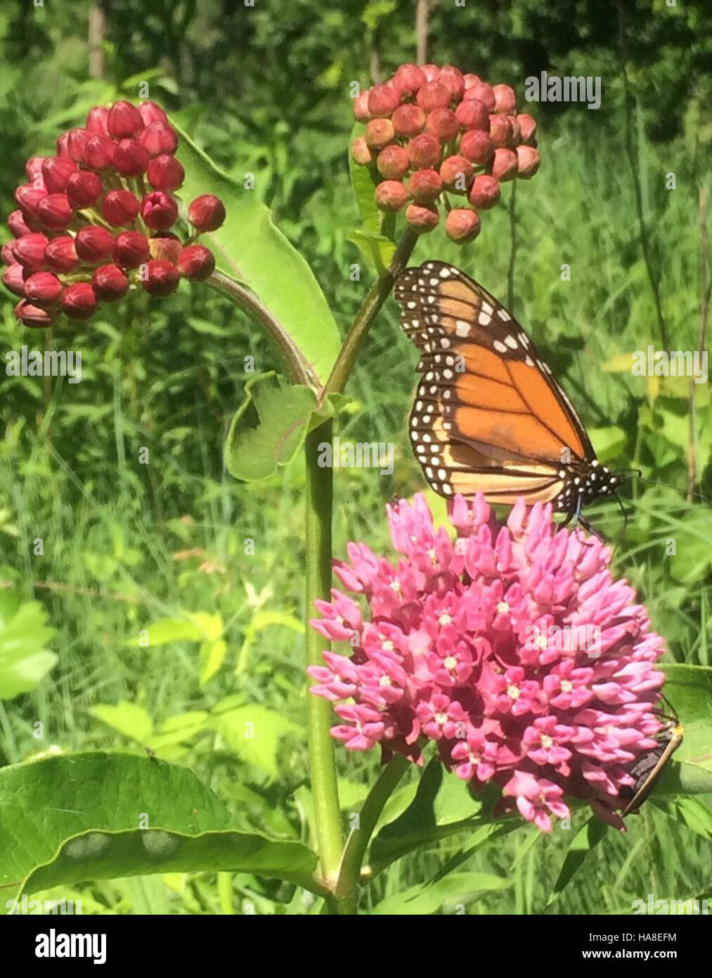 The Monarch Butterfly, an iconic pollinator, thrives in Wisconsin’s ...