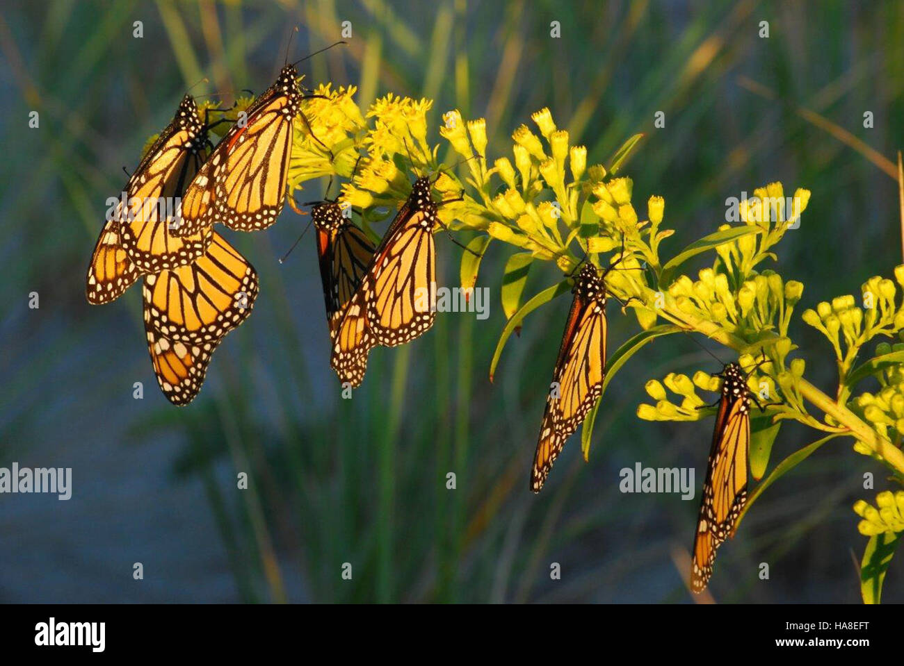 Monarch butterflies are a significant part of the ecosystem in Rhode ...