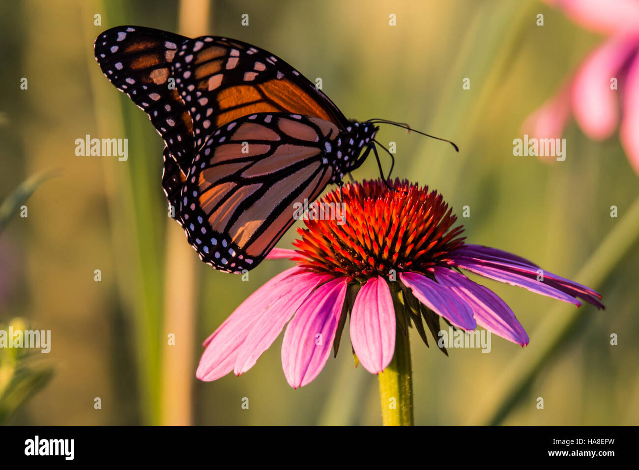The Monarch Butterfly is an iconic species in Wisconsin’s national ...