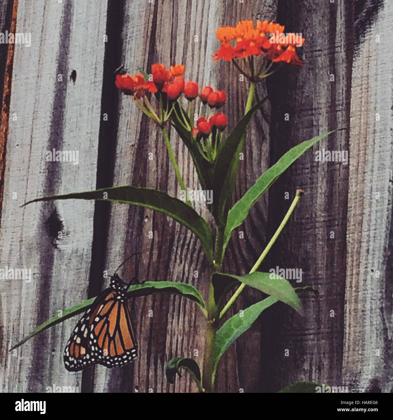 This image captures the monarch butterfly in Florida, highlighting its ...
