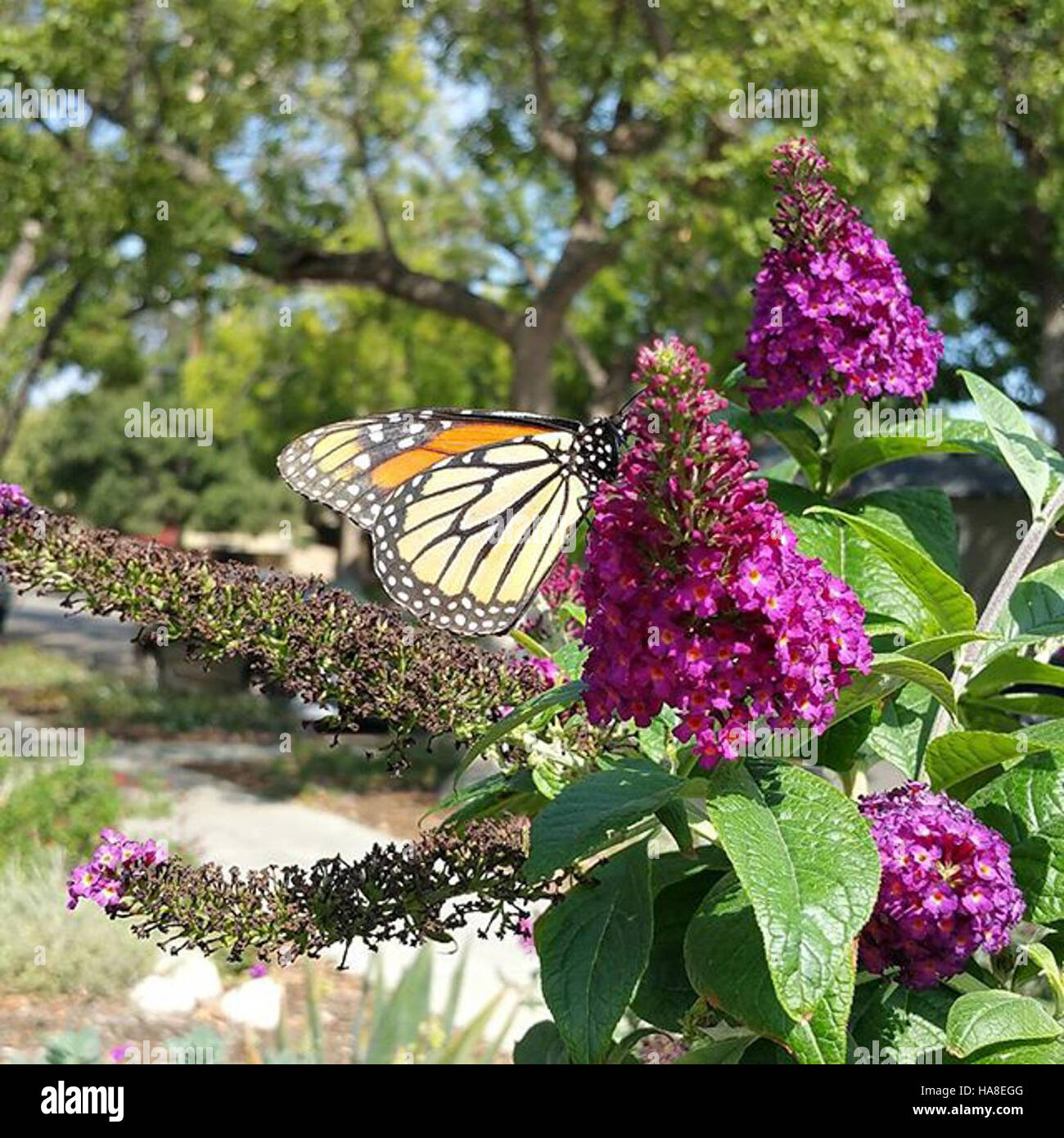 This image shows a monarch butterfly in a U.S. National Park, where it ...