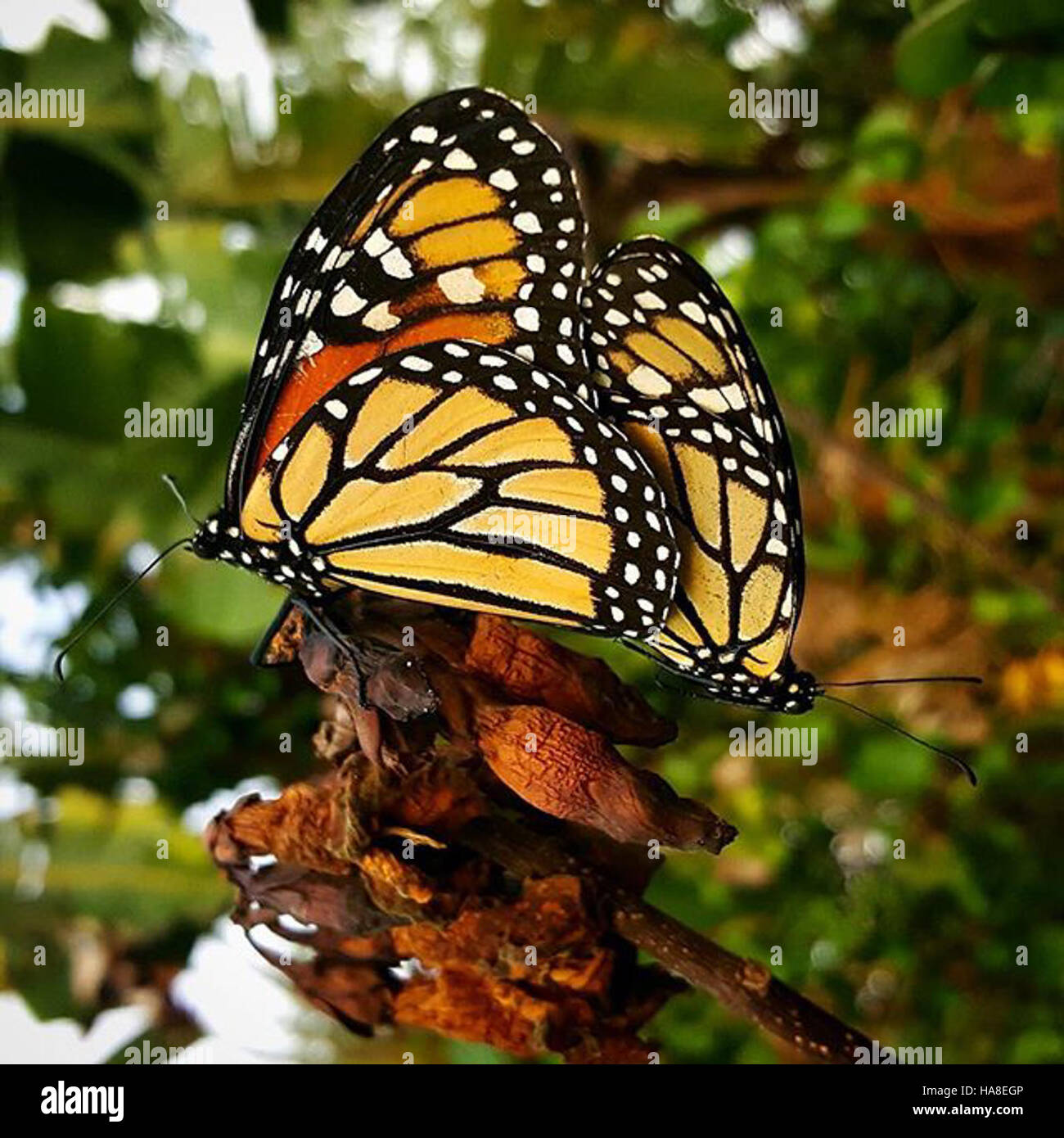 This image showcases Monarch butterflies in a national park ...