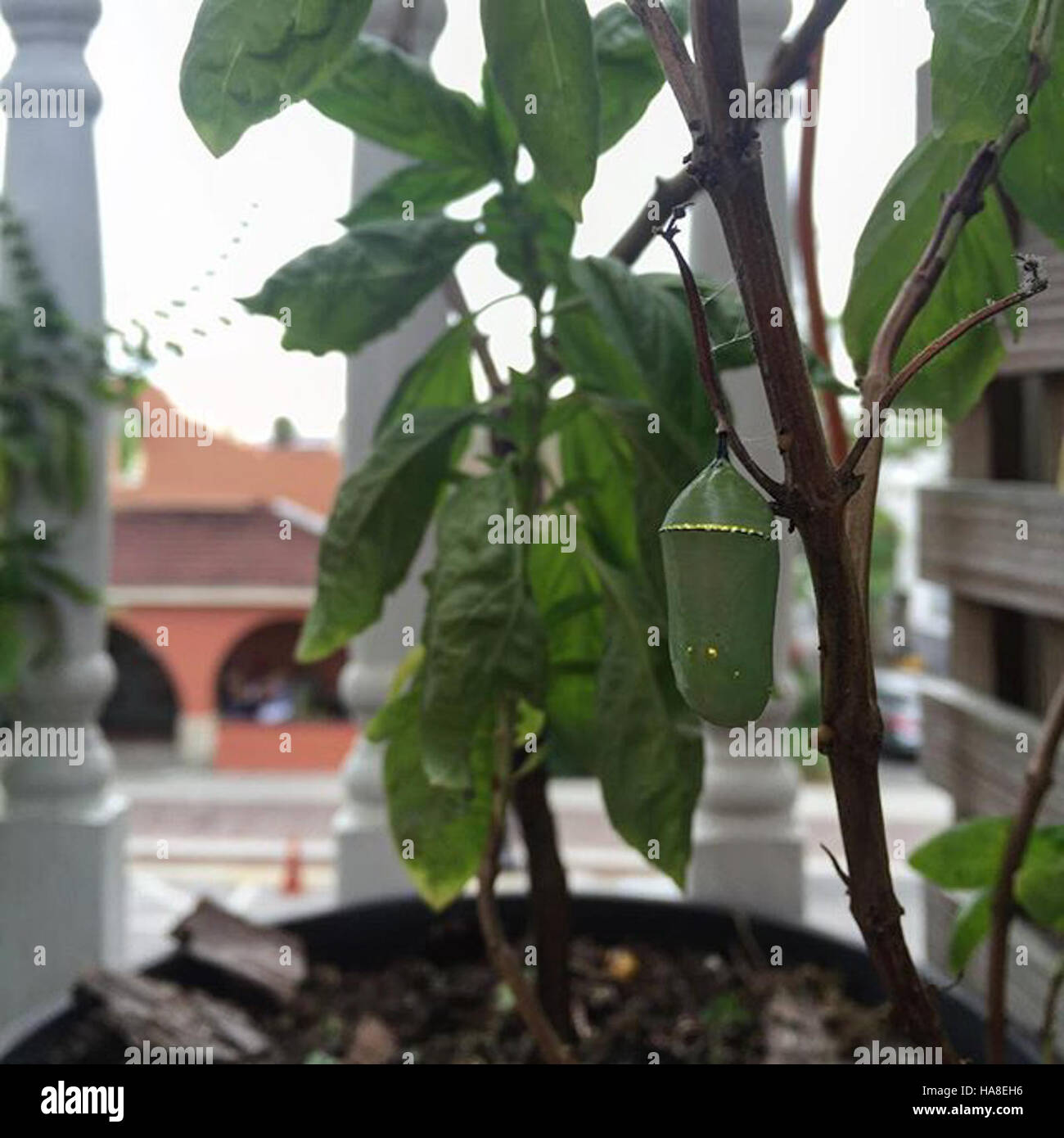 A monarch butterfly chrysalis observed in a Florida national park marks ...