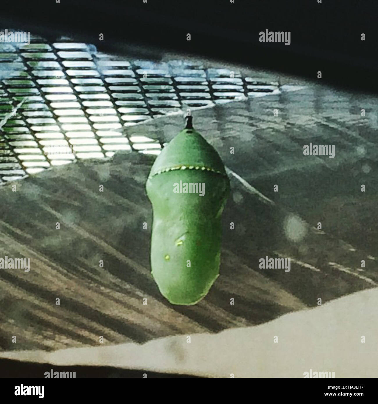 The image shows a Monarch butterfly chrysalis in a Florida national ...