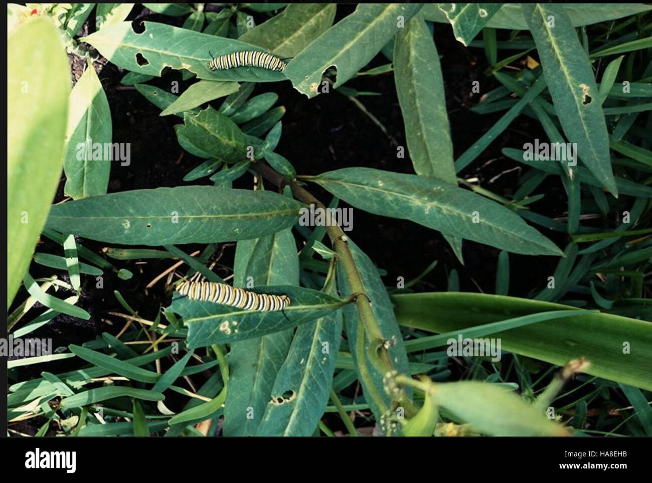 This photograph depicts monarch caterpillars in their natural habitat ...