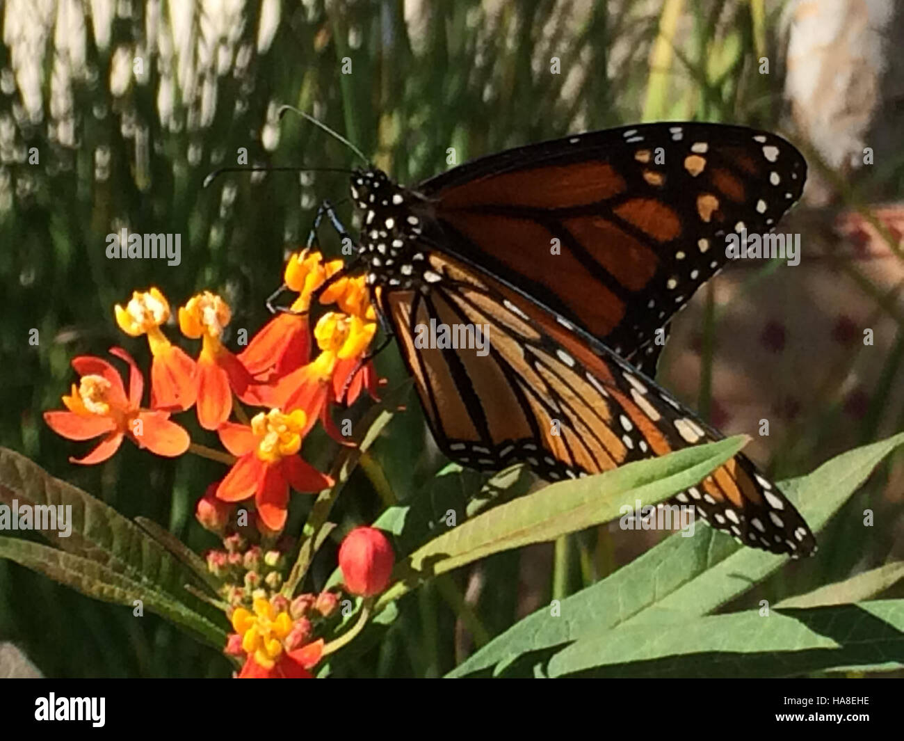 Monarch butterflies migration texas hi-res stock photography and images ...