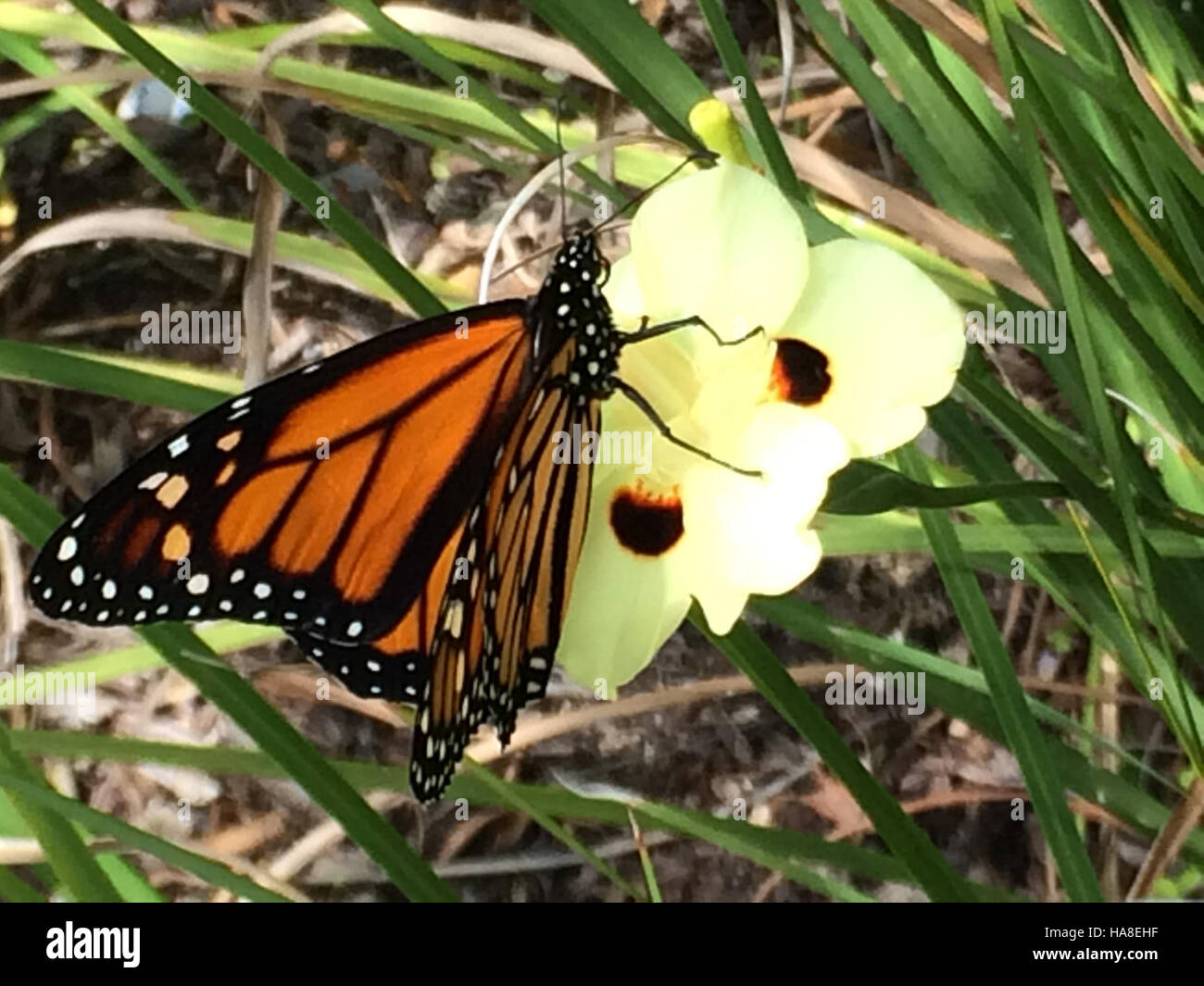 The Monarch butterfly, an iconic species, is captured in its migratory ...
