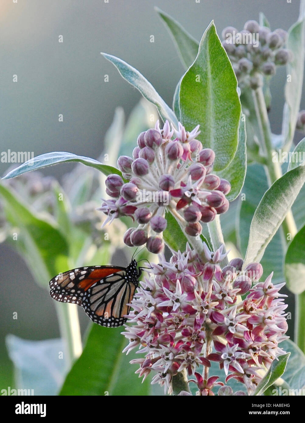 A Monarch Butterfly is observed in Nevada’s National Park, highlighting ...