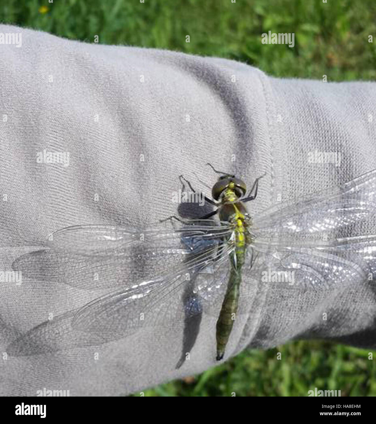 Hine’s Emerald Dragonfly is a rare species found in the wetlands of U.S ...