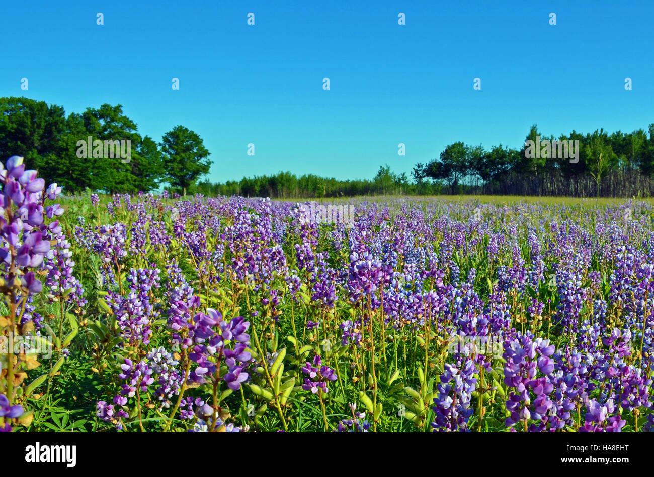 Wild lupine and oak savanna are key components of the ecosystem in a ...