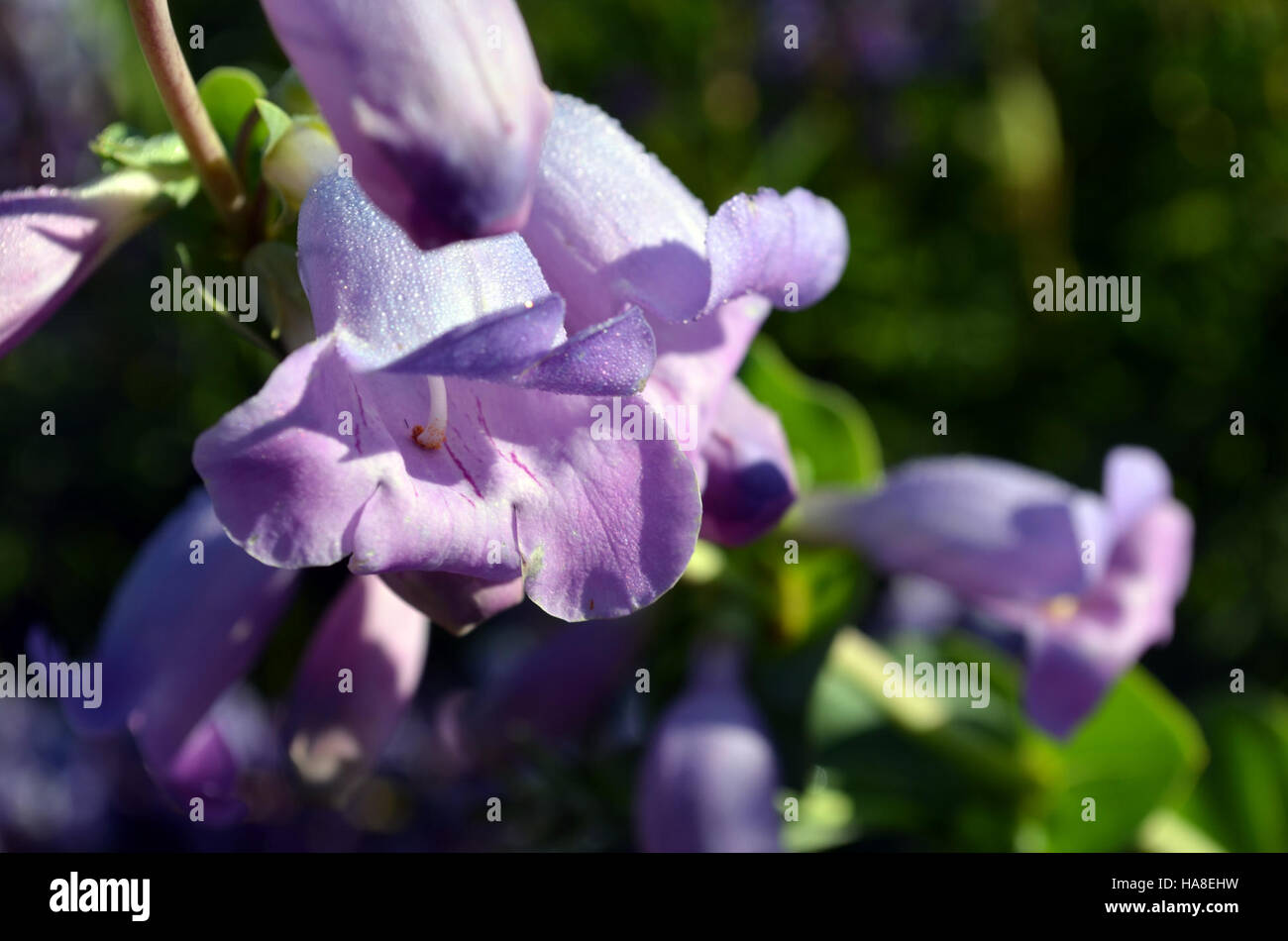 The Large-flowered Penstemon, a rare wildflower, blooms in National ...