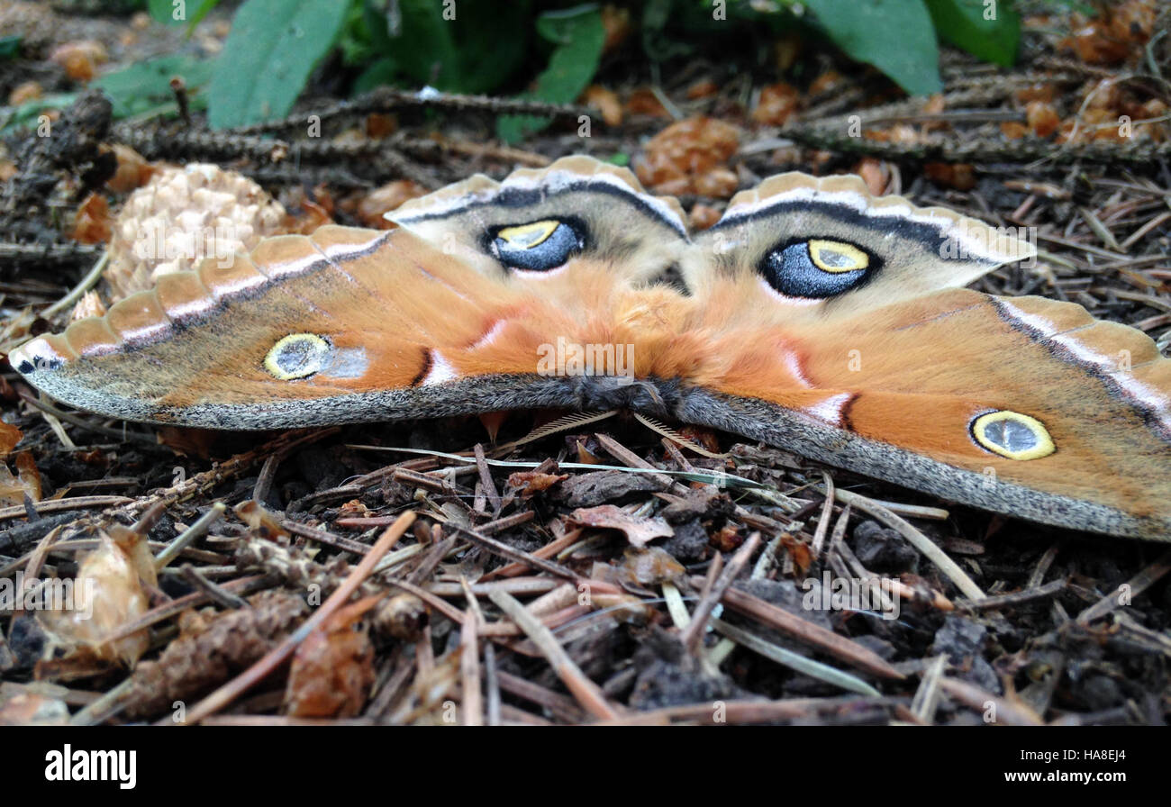 usfwsmidwest 27285045932 Polyphemus moth emerged on May 28, 2016 after ...