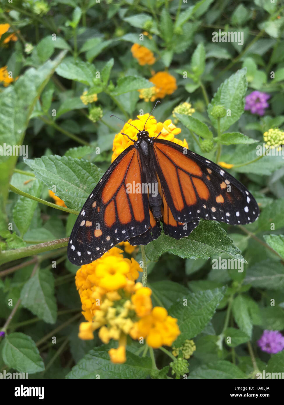 The Monarch Butterfly, known for its long migration journey, is ...