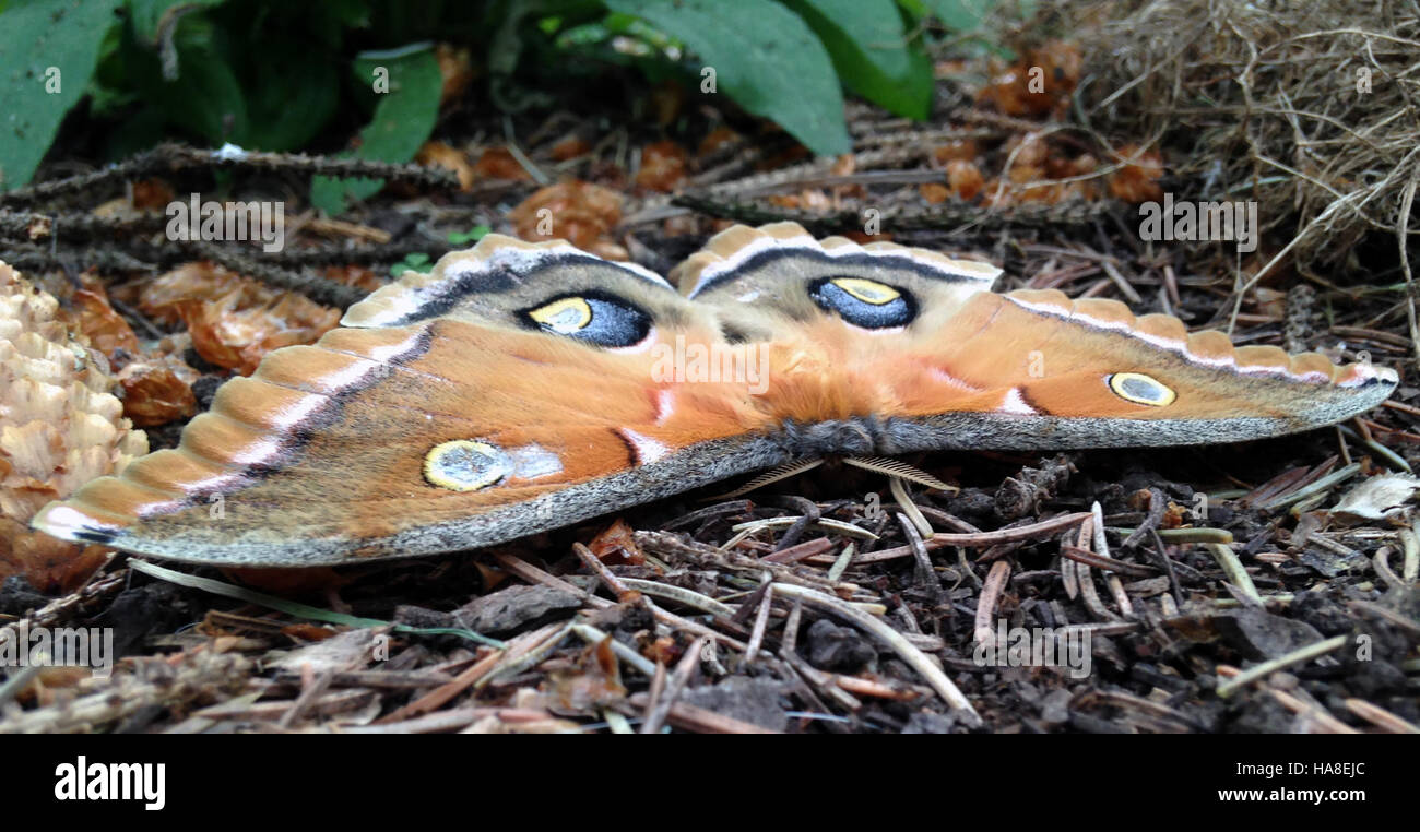The Polyphemus moth, emerging after overwintering in a cocoon, is ...