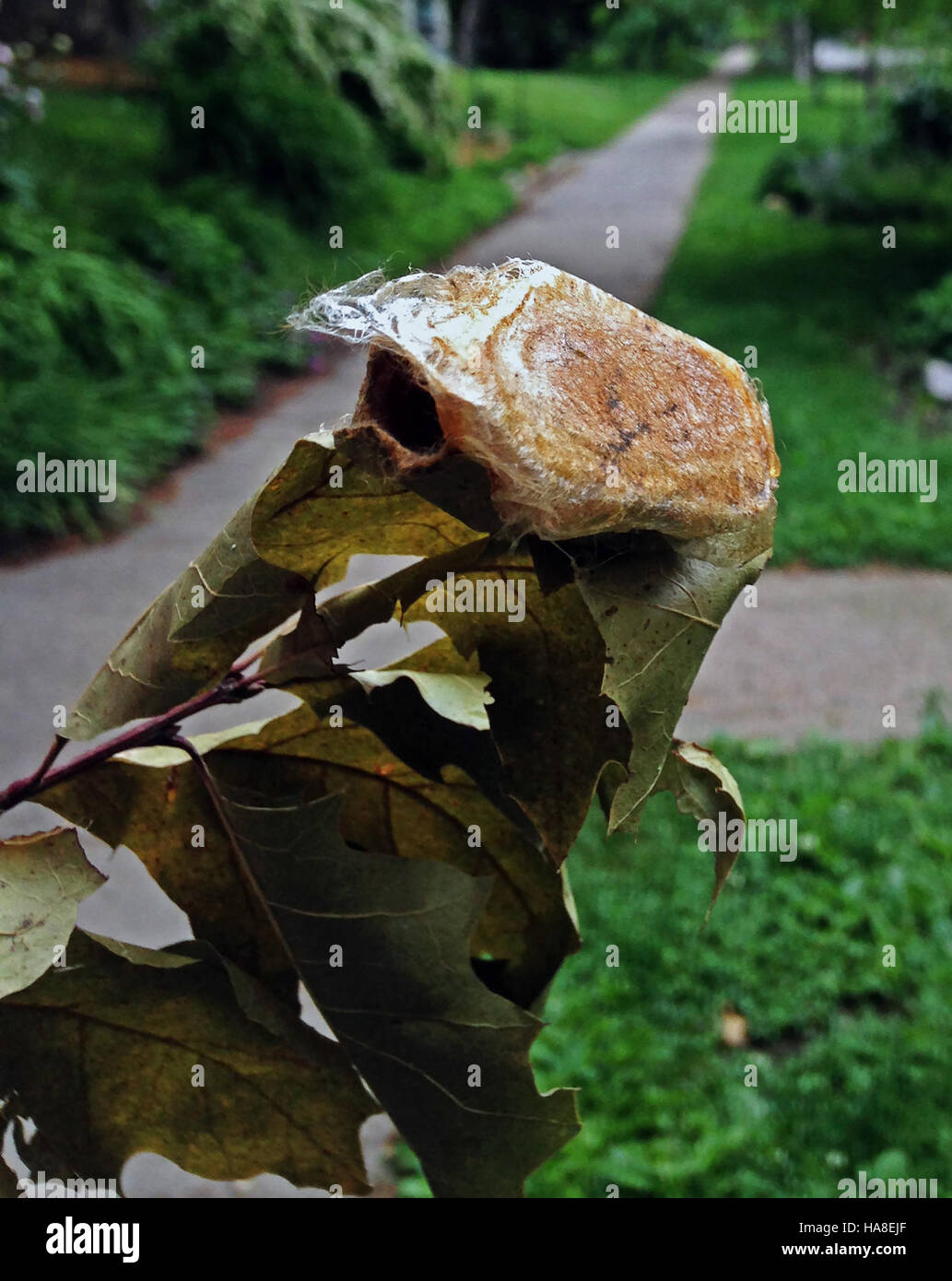 The Polyphemus moth’s emergence from its silk cocoon is a remarkable ...