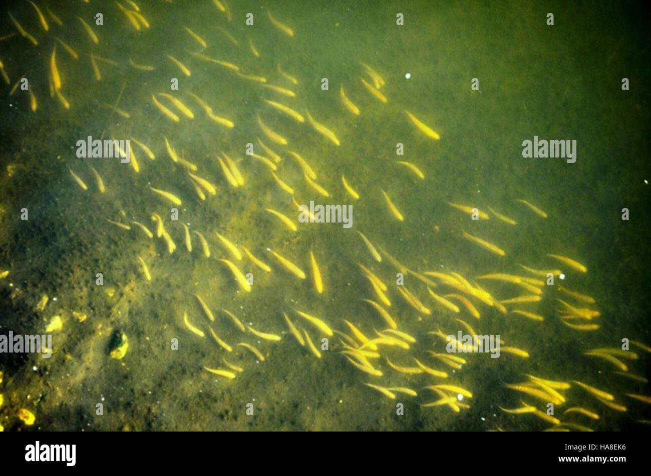 Topeka shiners, a threatened fish species, are being monitored in ...