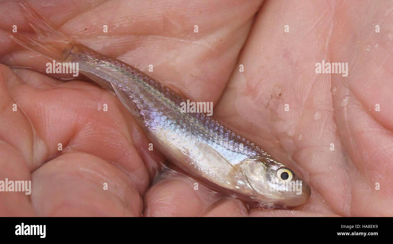 The Topeka Shiner, a threatened species of fish, is monitored and ...