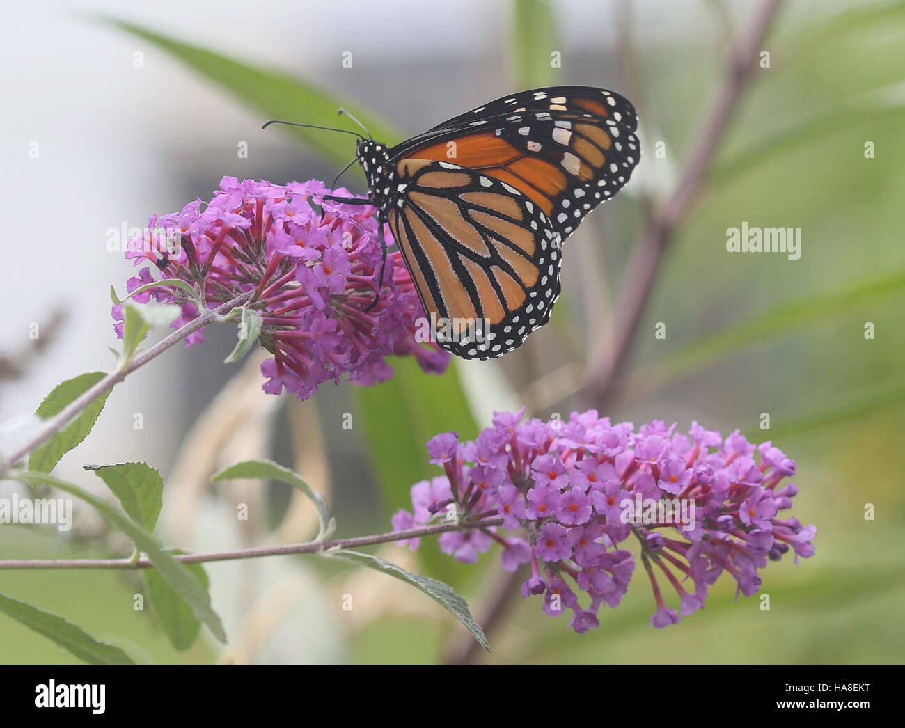 The Monarch Butterfly migrates through national parks in the Midwest ...