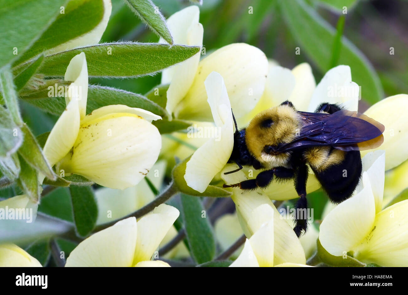A bumblebee feeding on creamy indigo flowers within a national park ...