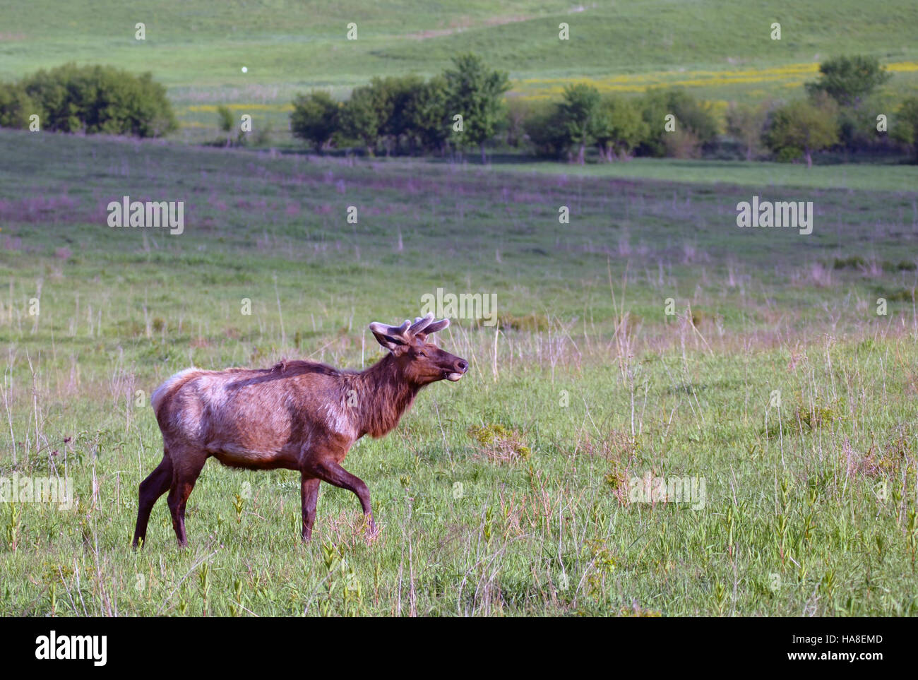 This photo shows elk roaming freely at the Neal Smith National Wildlife ...
