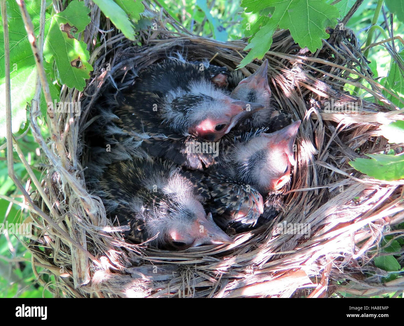 A Red-winged Blackbird nest in a National Park, showcasing the bird ...