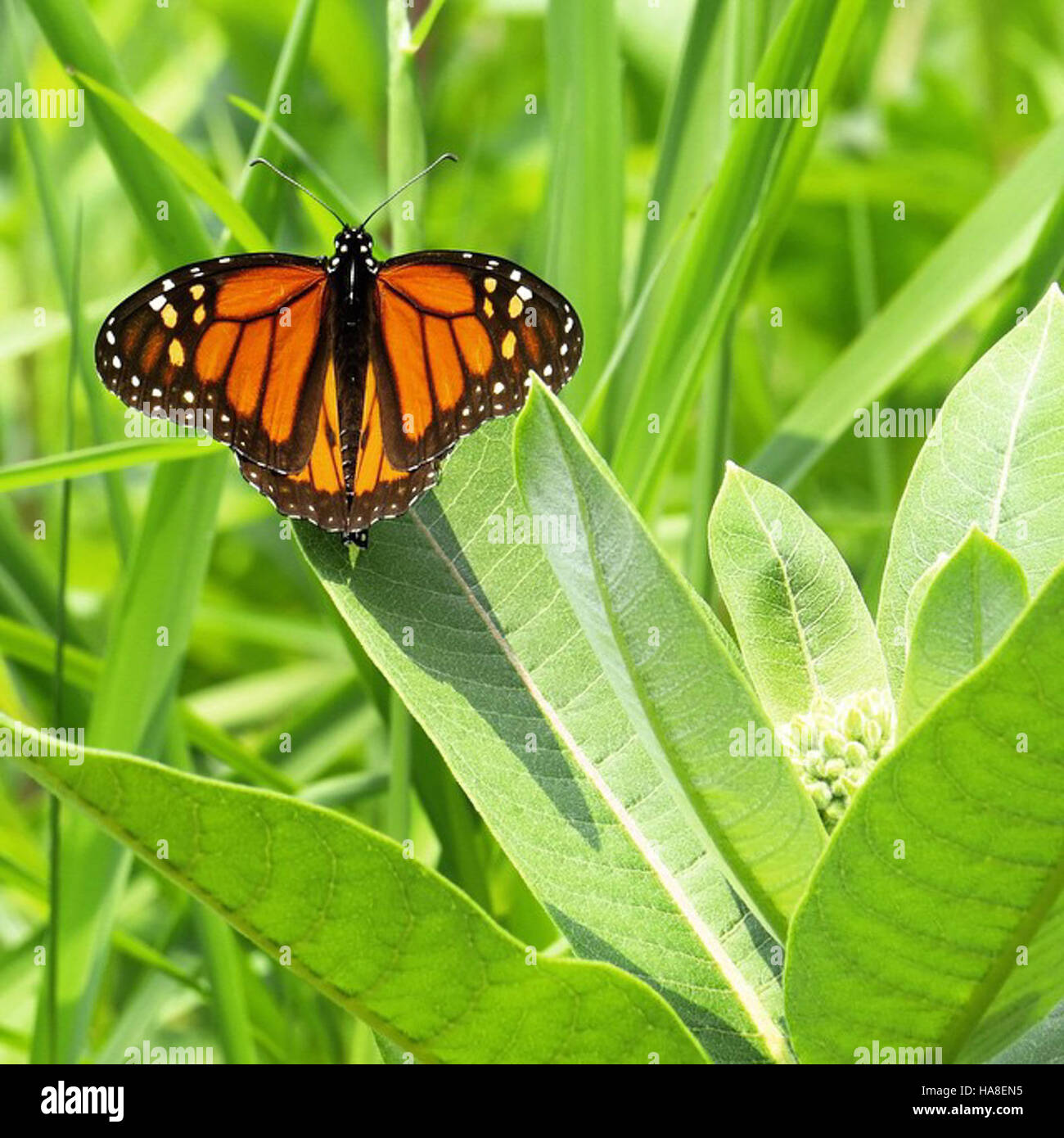 usfwsmidwest 27450328251 Monarch Butterfly in Michigan Stock Photo - Alamy