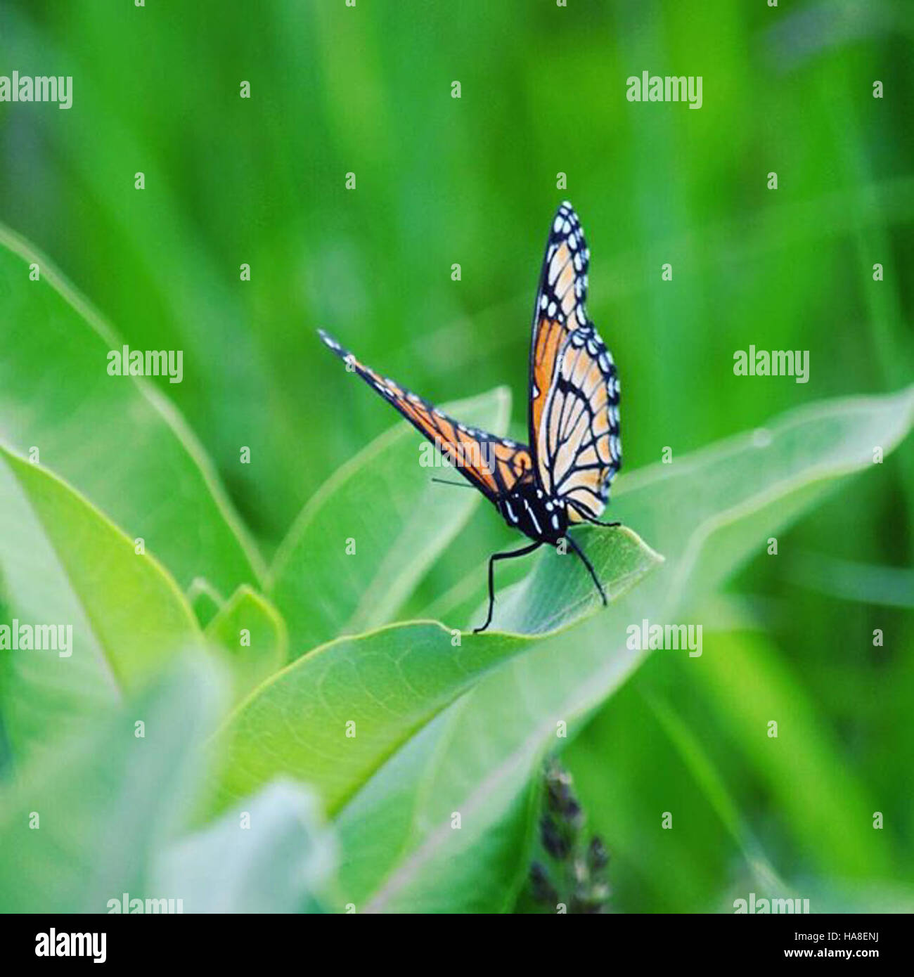 A Monarch Butterfly is observed in Wisconsin, part of the Midwest's ...