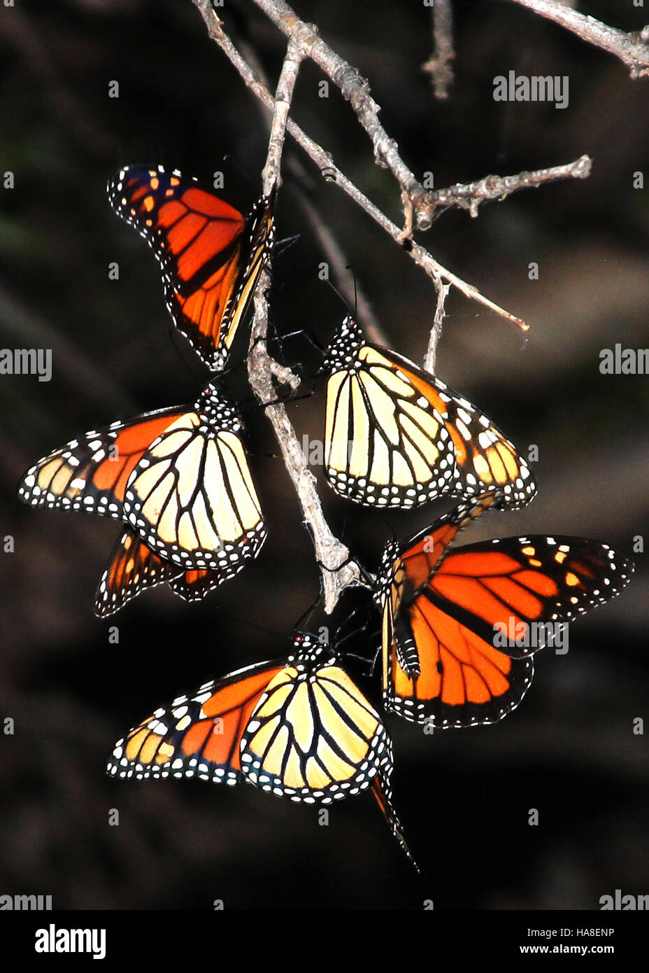 Monarch butterflies are a key species in Oklahoma National Park, with ...