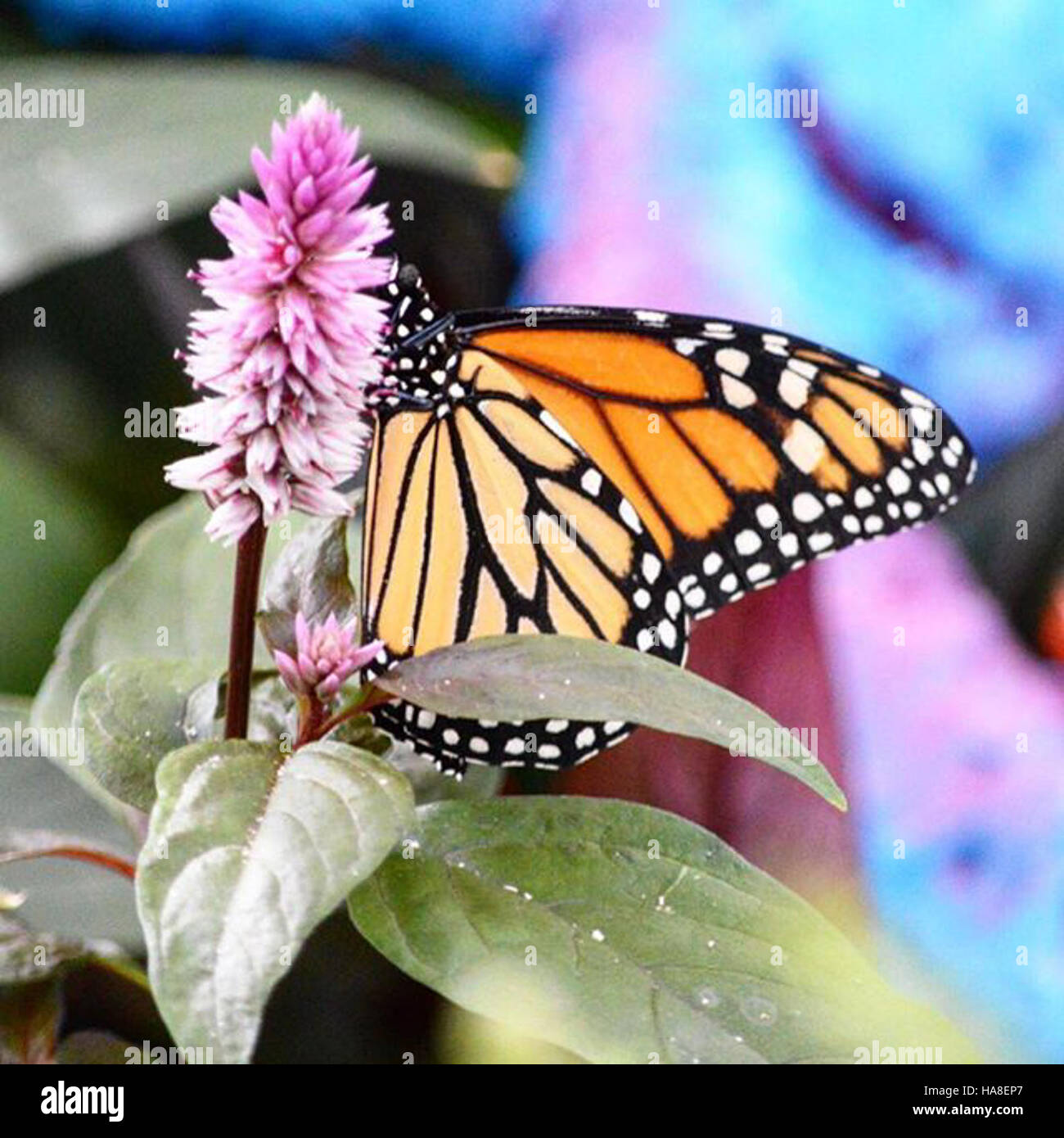 A monarch butterfly is documented in its natural habitat, highlighting ...