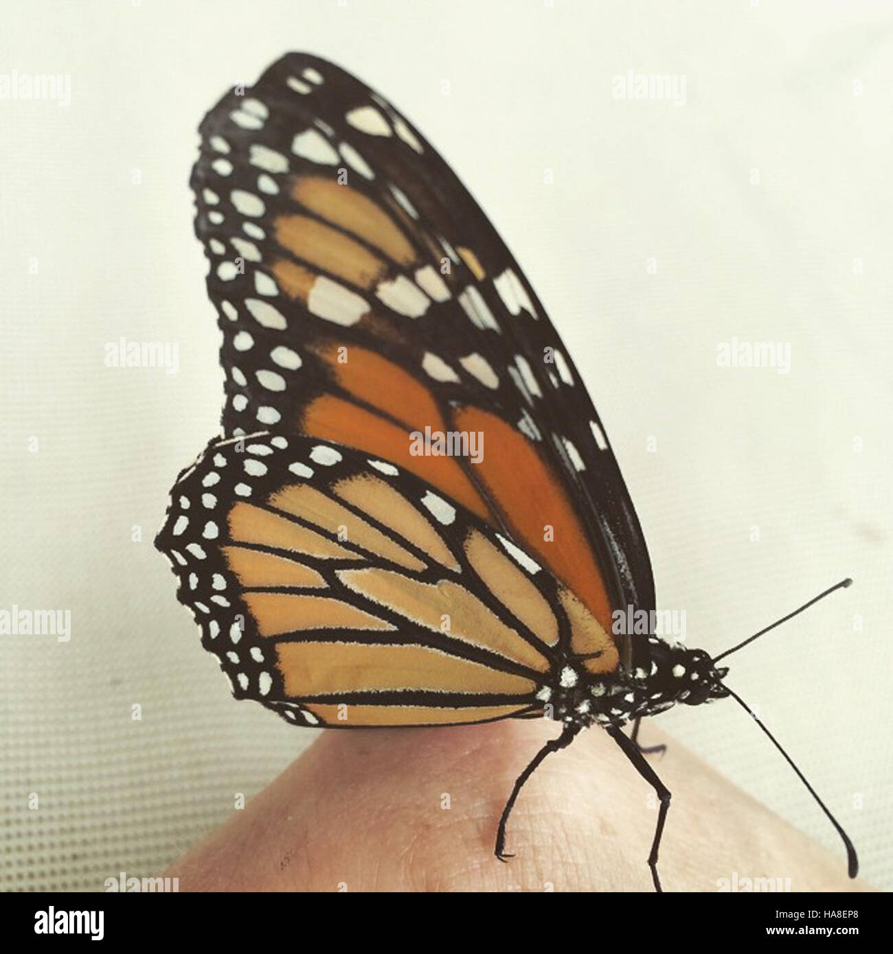 The Monarch Butterfly, an iconic species of migratory insect, plays a ...