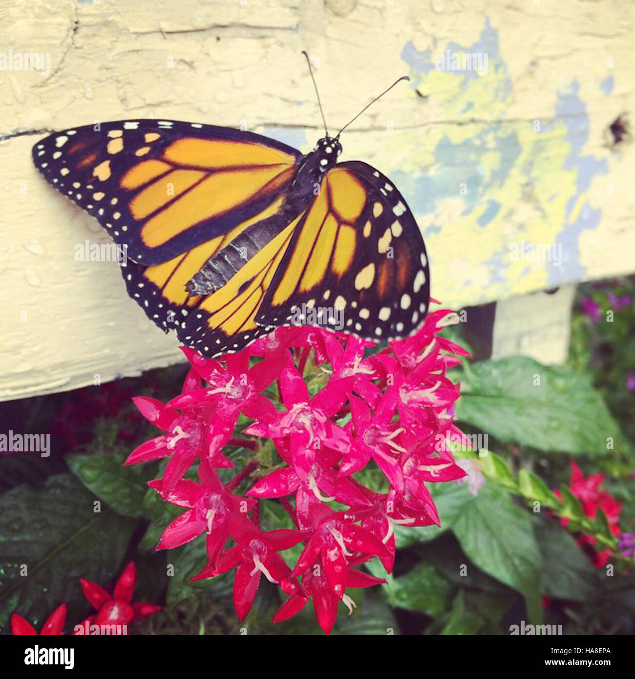 A Monarch butterfly is observed in Florida, highlighting the importance ...