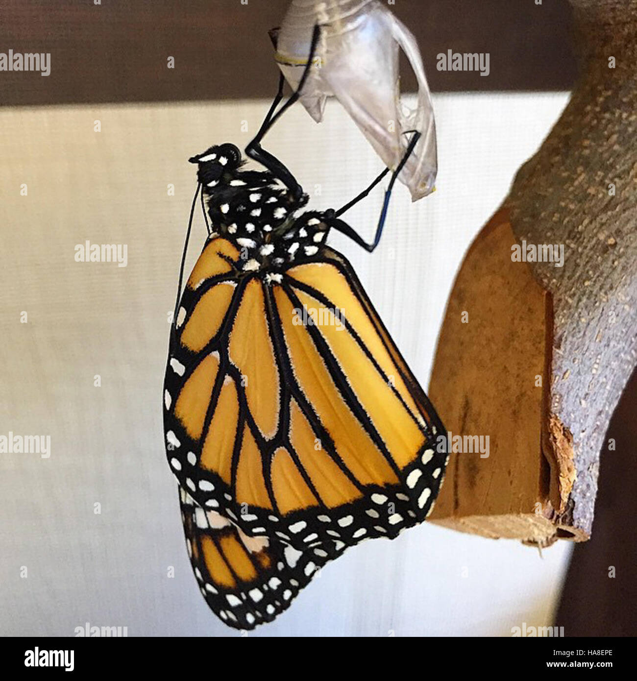 This image captures a Monarch Butterfly in Texas, showcasing the ...