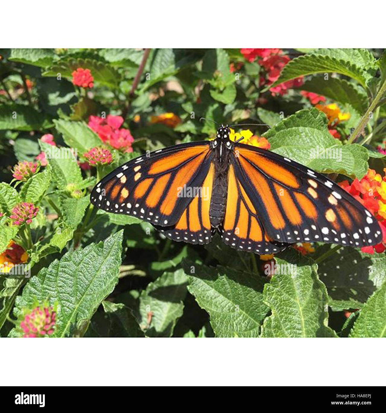 The Monarch Butterfly is a key species for pollination, migrating ...