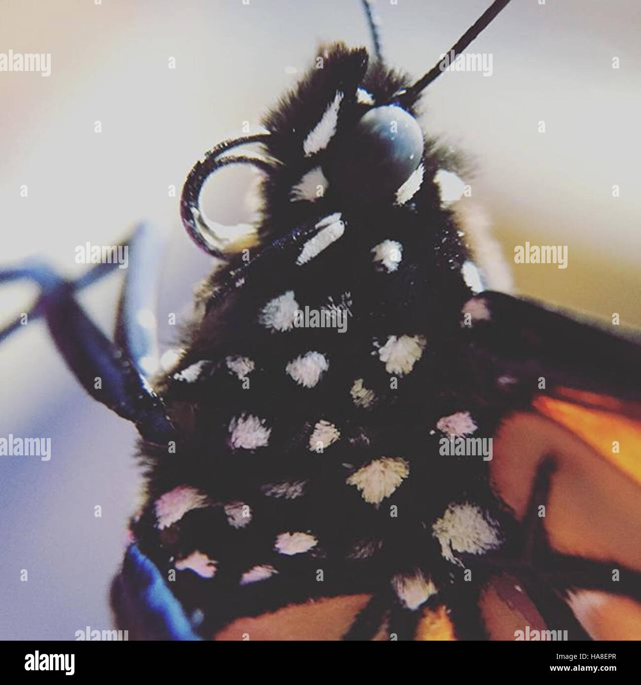 The Monarch Butterfly, photographed in Minnesota, highlights the ...