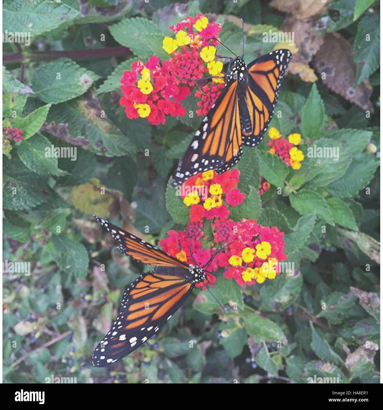 Monarch butterflies in their natural habitat within a national park ...