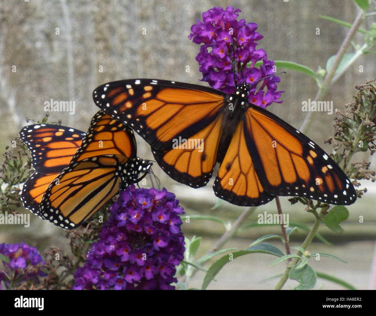 usfwsmidwest 27488069276 Monarch Butterflies in Tennessee Stock Photo ...