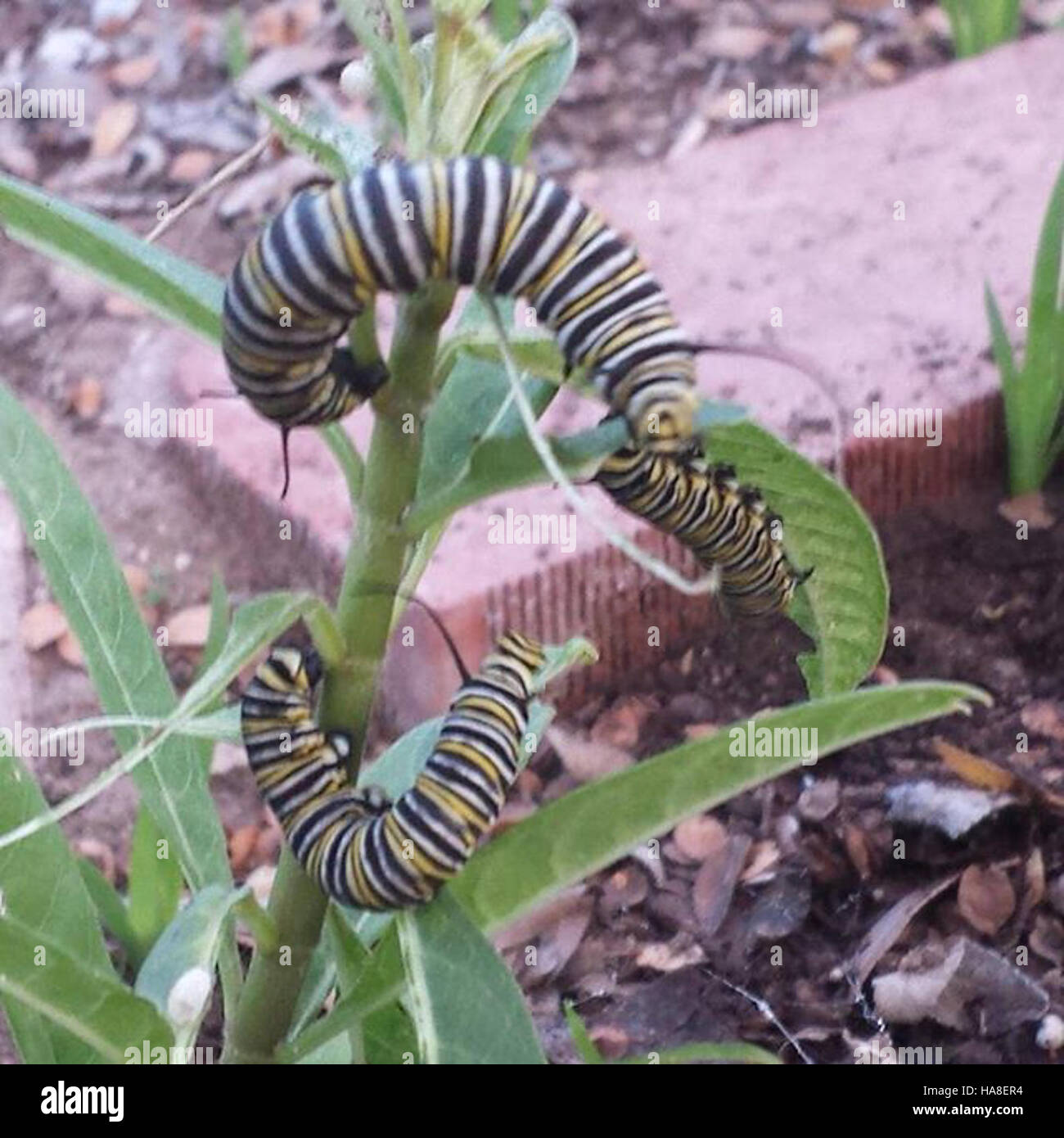 Monarch caterpillars are observed in California's national parks ...