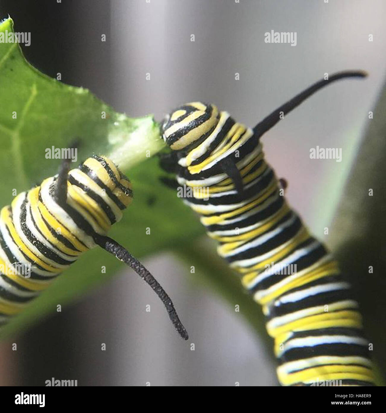 Monarch caterpillars in national parks are an important focus for ...