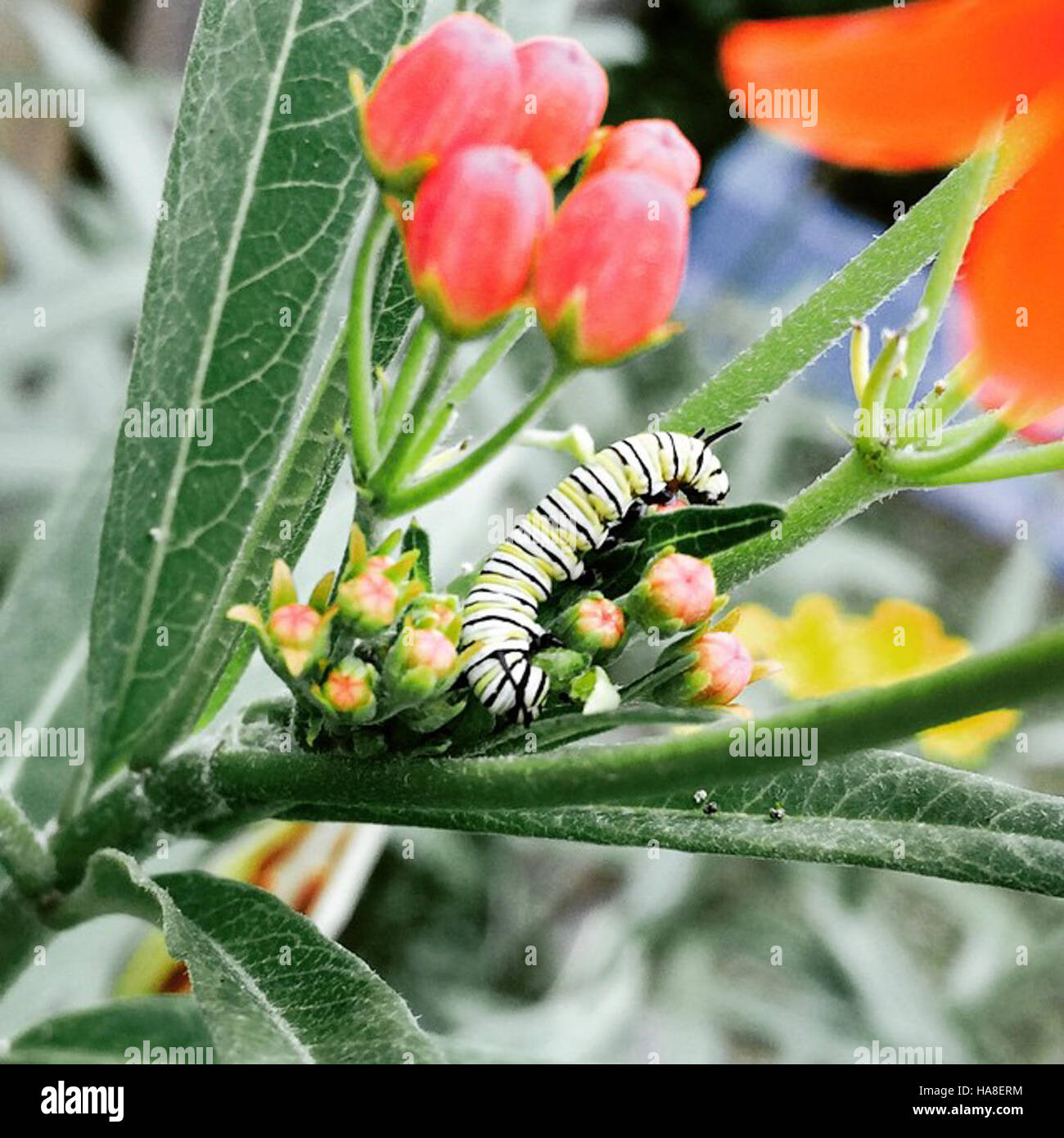 A photo showing a Monarch caterpillar, emphasizing the species’ life ...