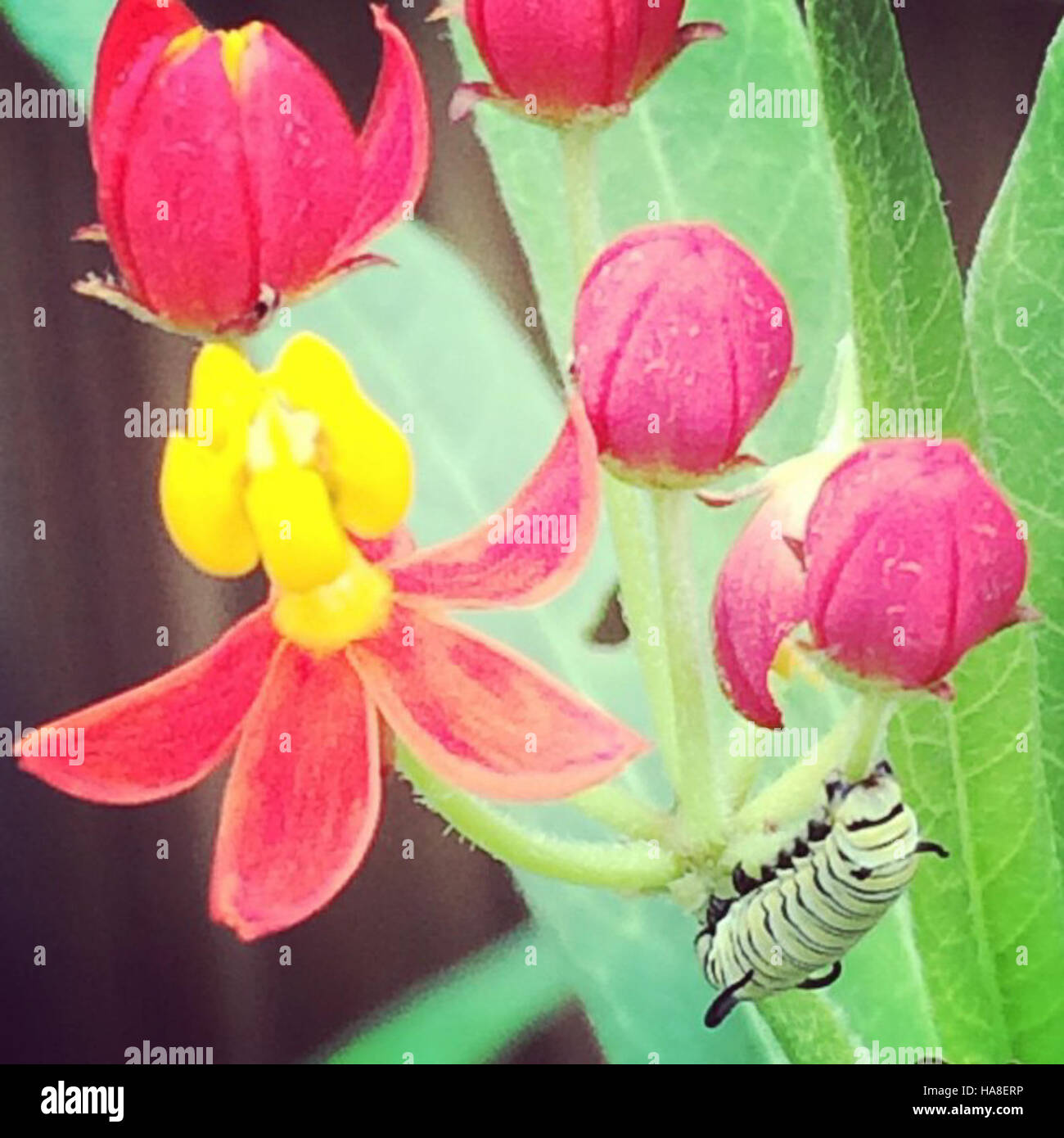 The Monarch Caterpillar, captured in Florida’s national parks, plays a ...