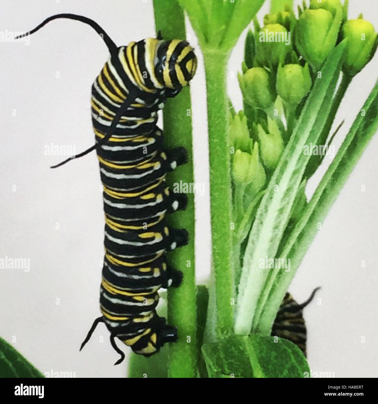 A monarch caterpillar was spotted in Florida's national park ...