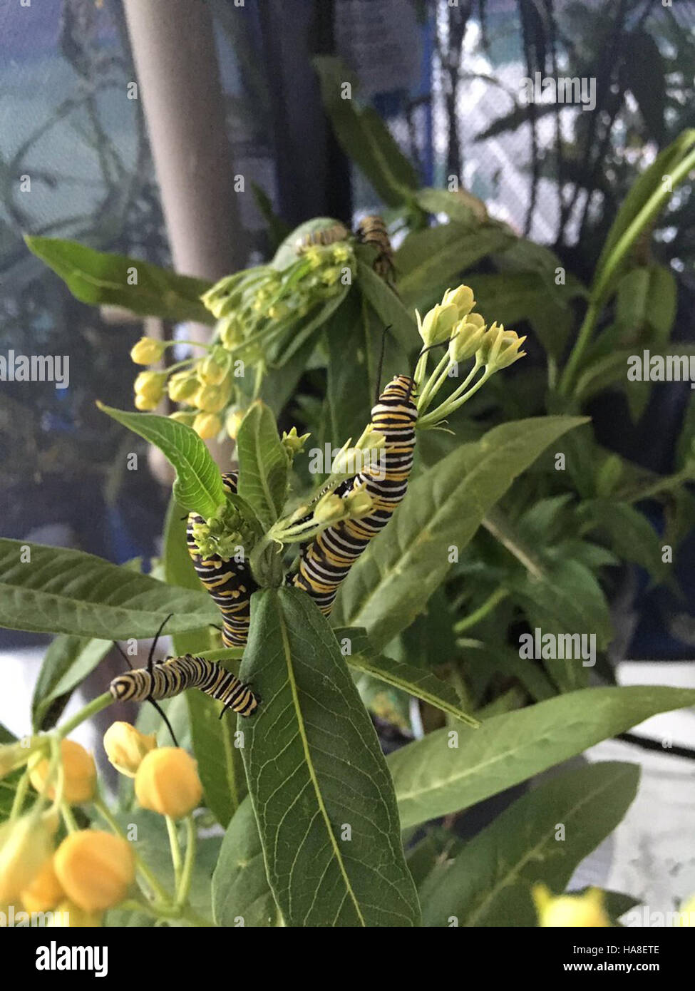 Monarch caterpillars in California National Park are a key focus of ...