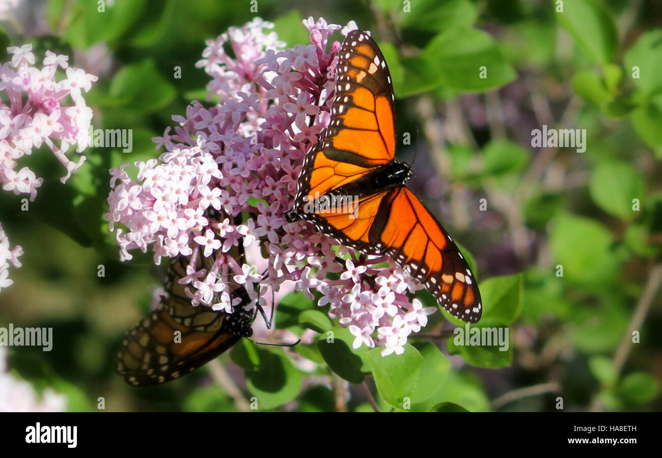 usfwsmidwest 27507319286 Monarch Butterflies in Minnesota Stock Photo ...
