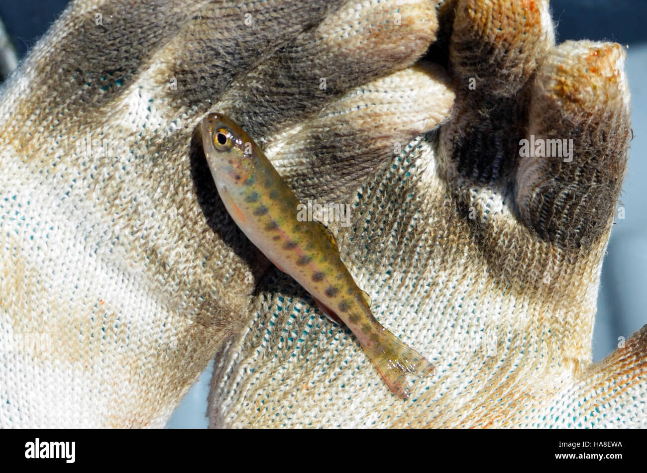 National parr hi-res stock photography and images - Alamy