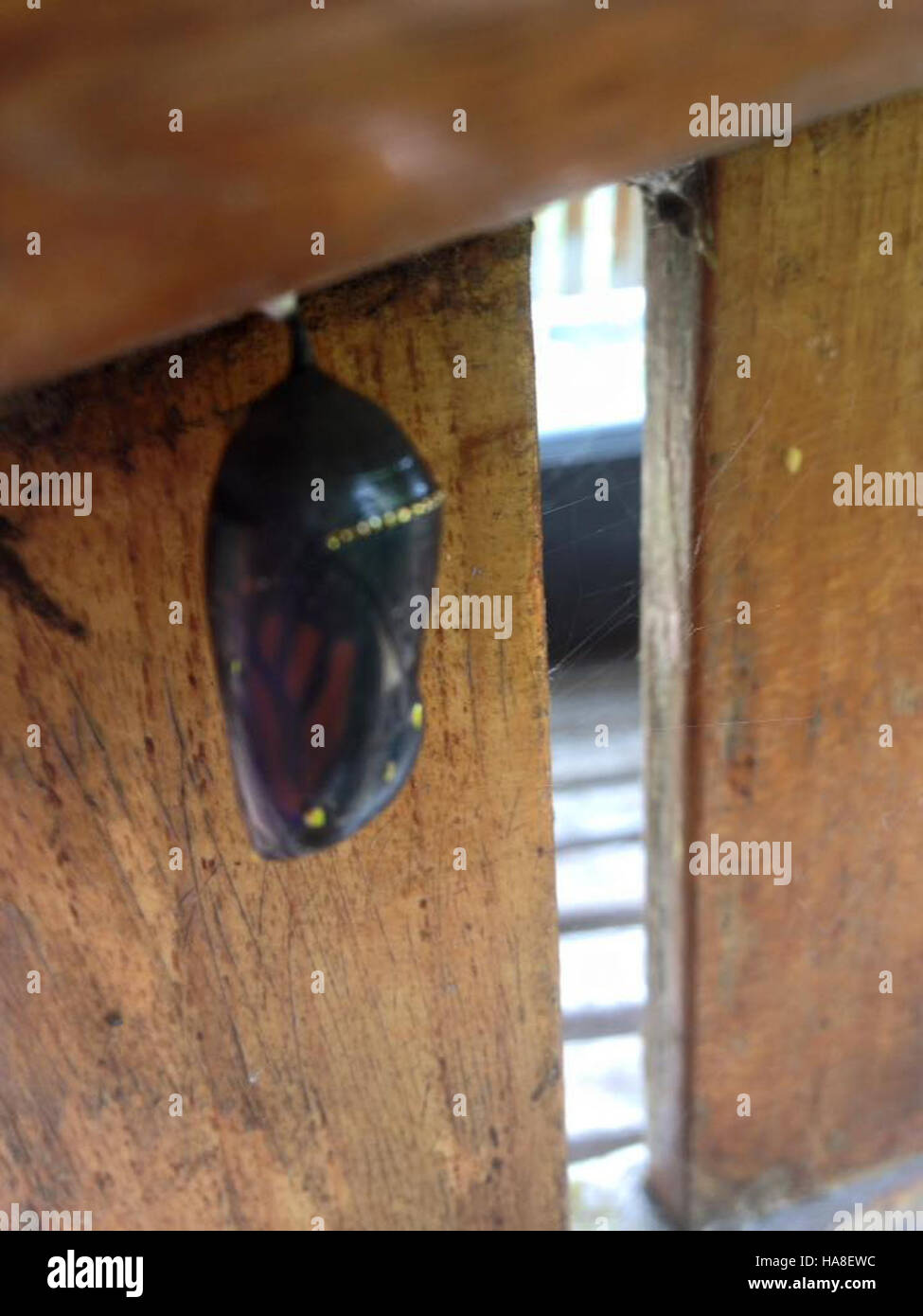 A monarch chrysalis is spotted in a California national park ...