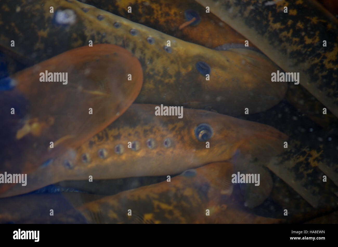The habitat of lampreys hi-res stock photography and images - Alamy