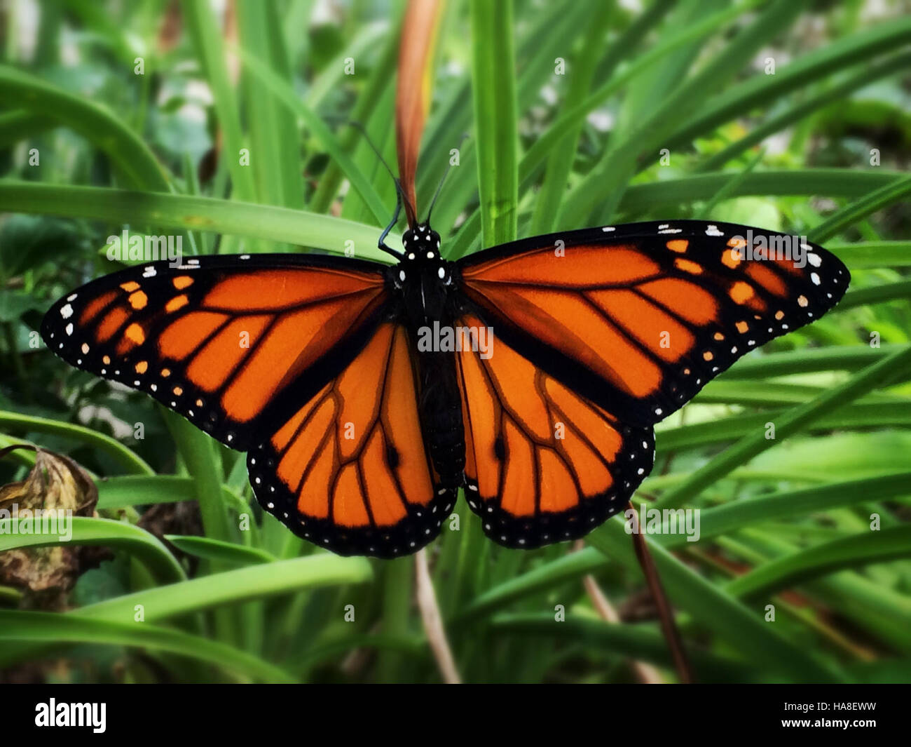 The monarch butterfly, an iconic species in North America, is often ...
