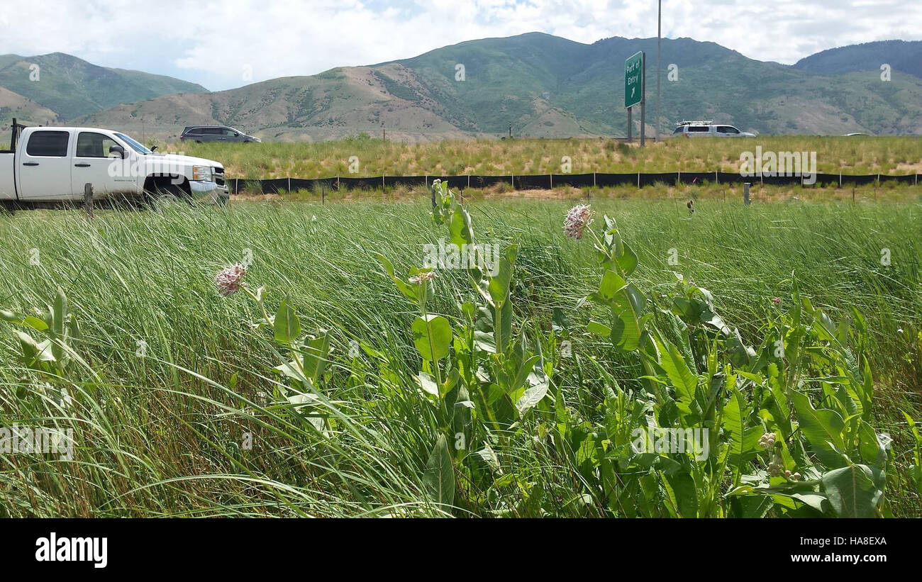 Roadside Milkweed, native to Utah, is an important plant species that ...